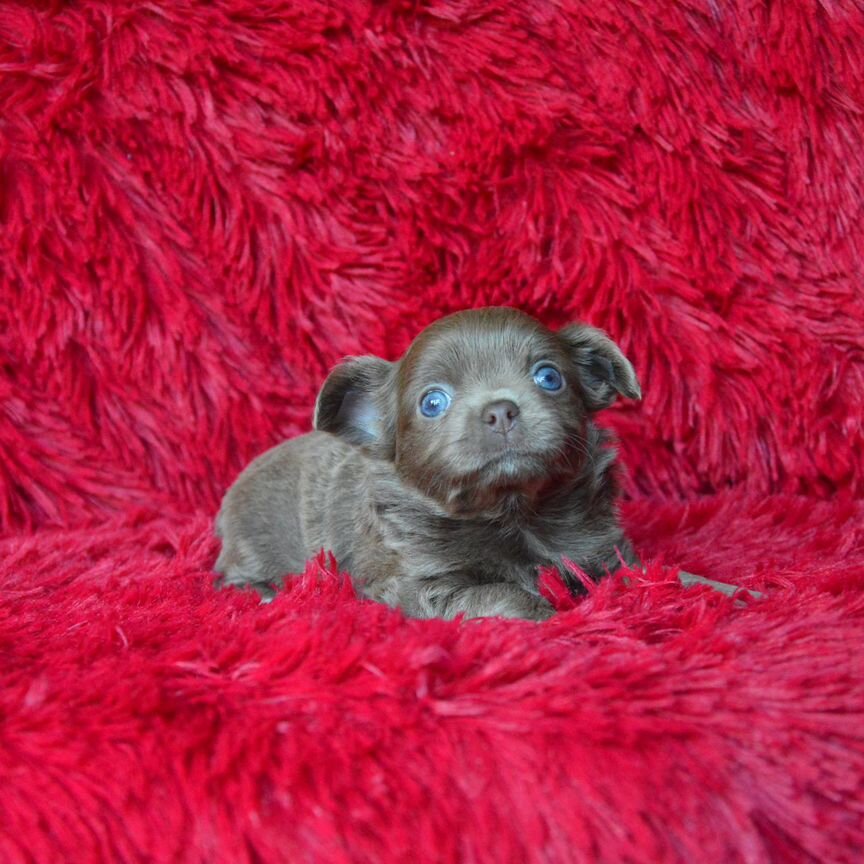 Лиловый длинношерстный мальчик