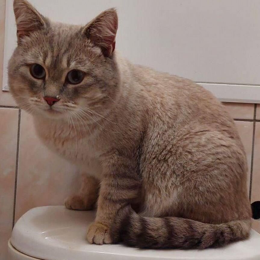 Кот в добрые руки