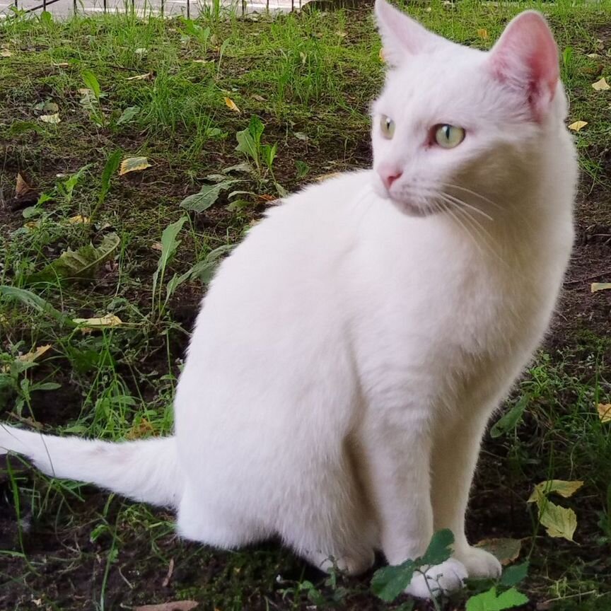 Найдена белая кошка