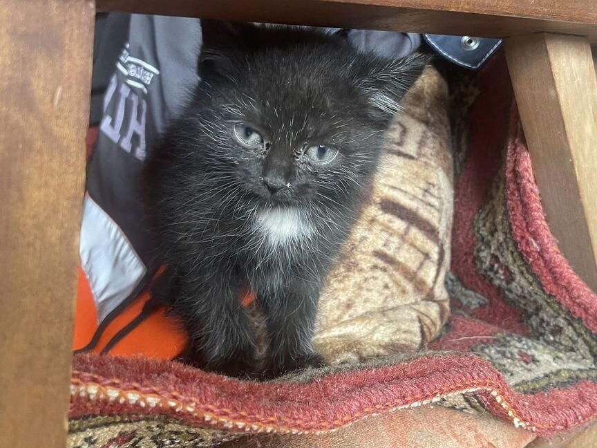 Котята в добрые руки от домашней кошки