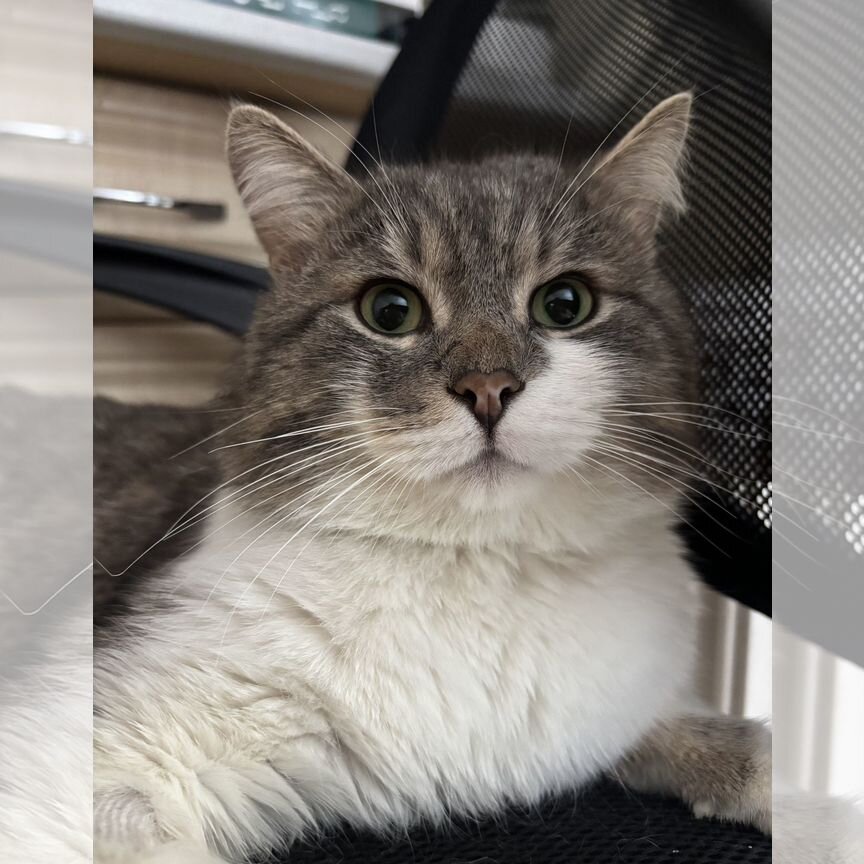 Взрослый кот в добрые руки