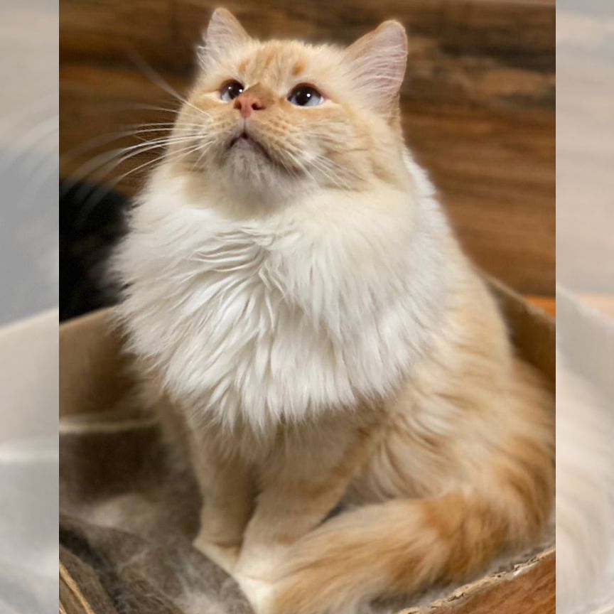 Шикарный невский маскарадный в поисках семьи