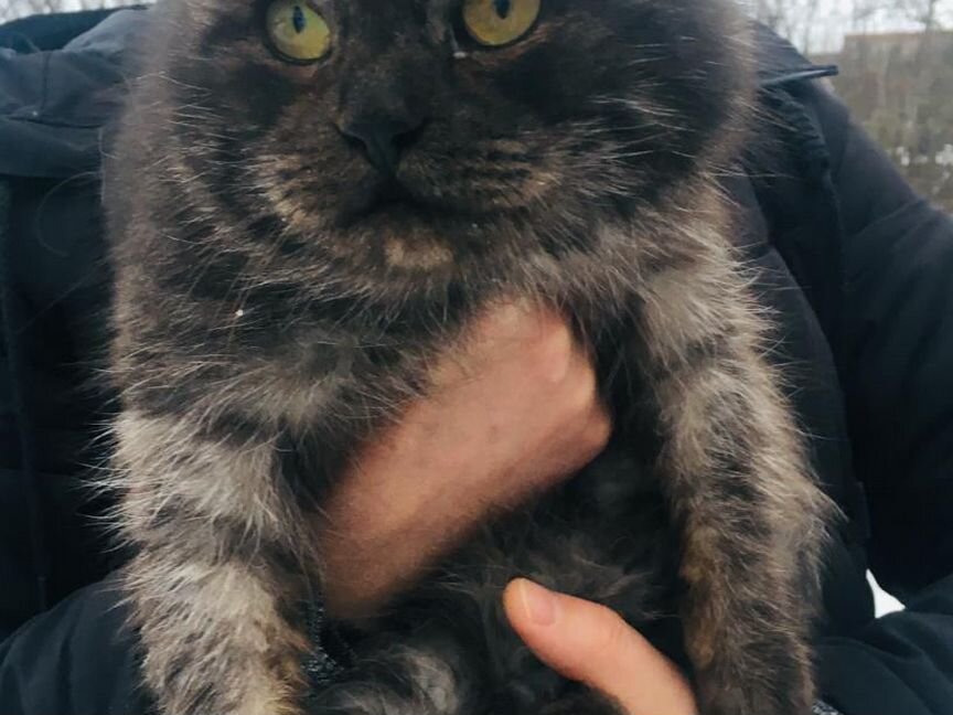 Брутальный кот ищет семью