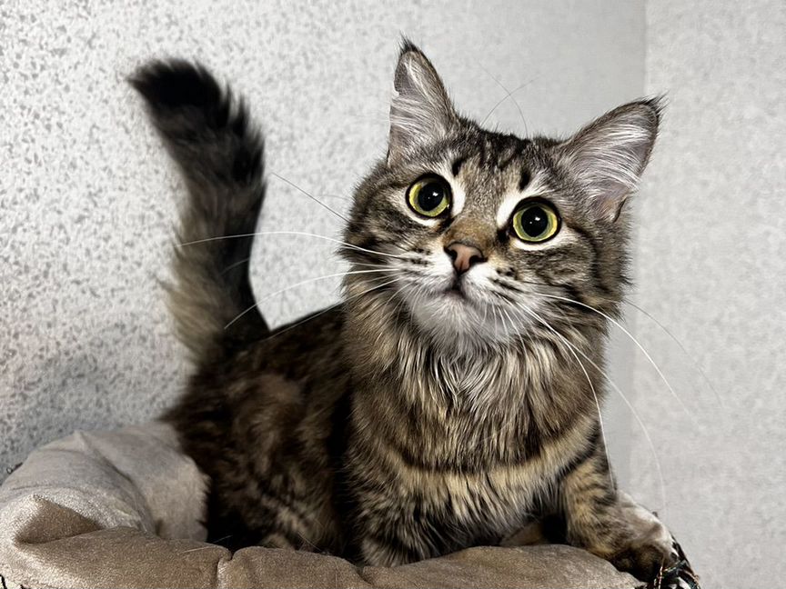 Буся в поисках дома