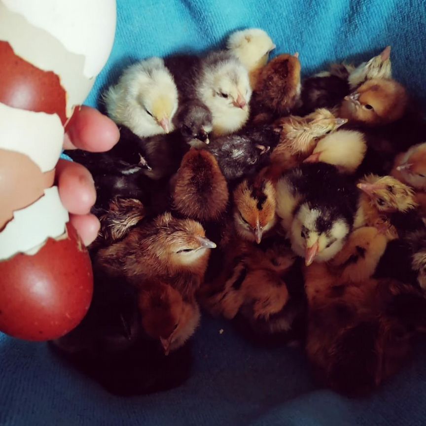 Цыплята суточные