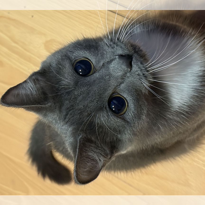 Русский голубой котёнок