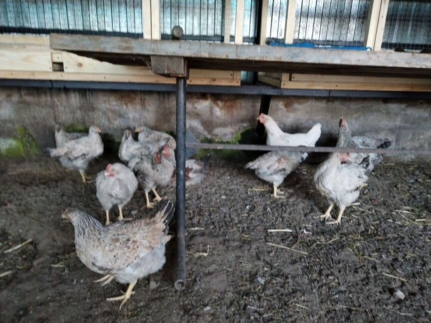 Куры породы мастер грей