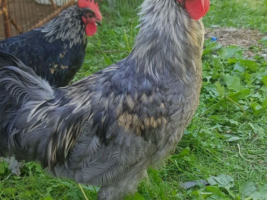 Петухи Сильверудд и Амерауканы