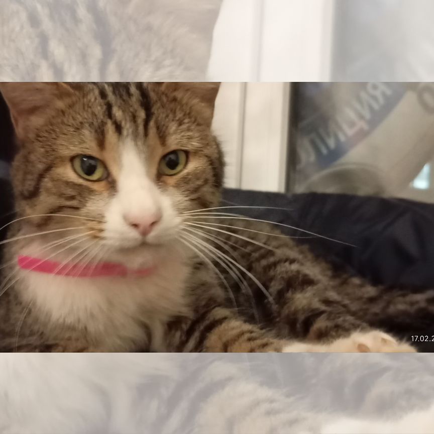 Взрослый кот в добрые руки