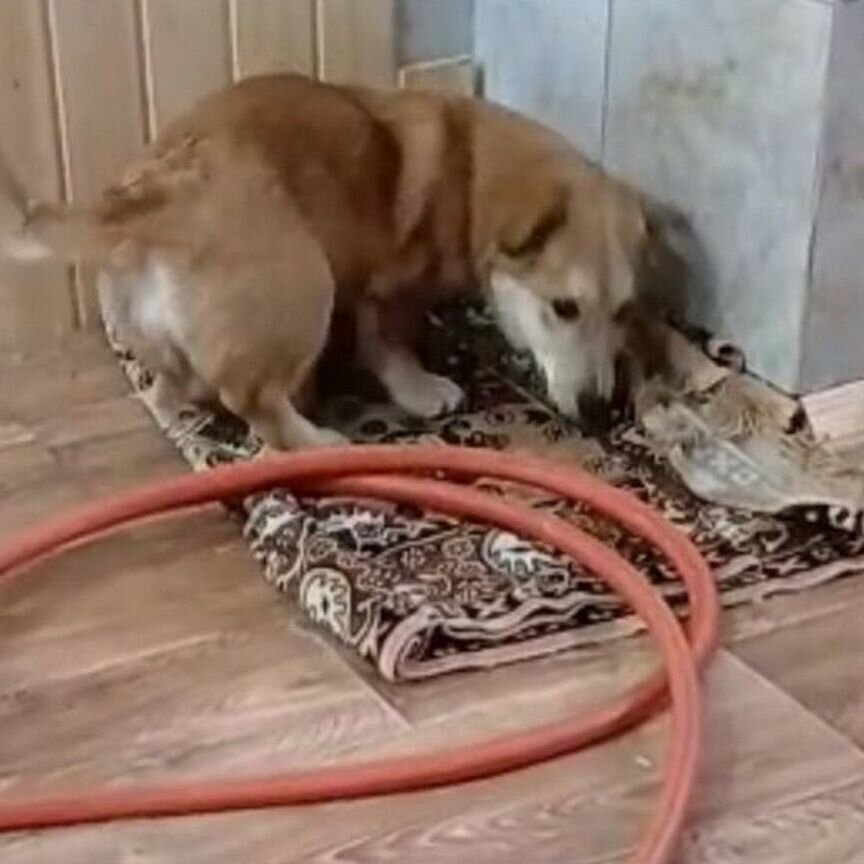 Щенок в добрые руки