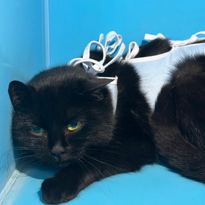 Маракуйя,выпуск на завод после пожара, нужен дом