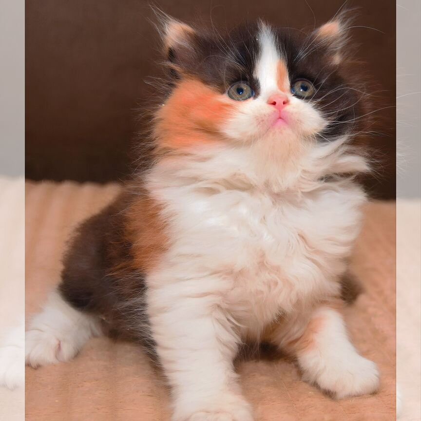 Британские котята