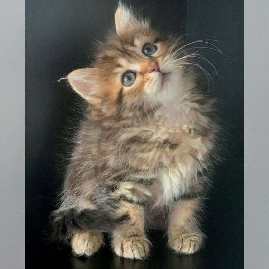 Сибирский котёнок