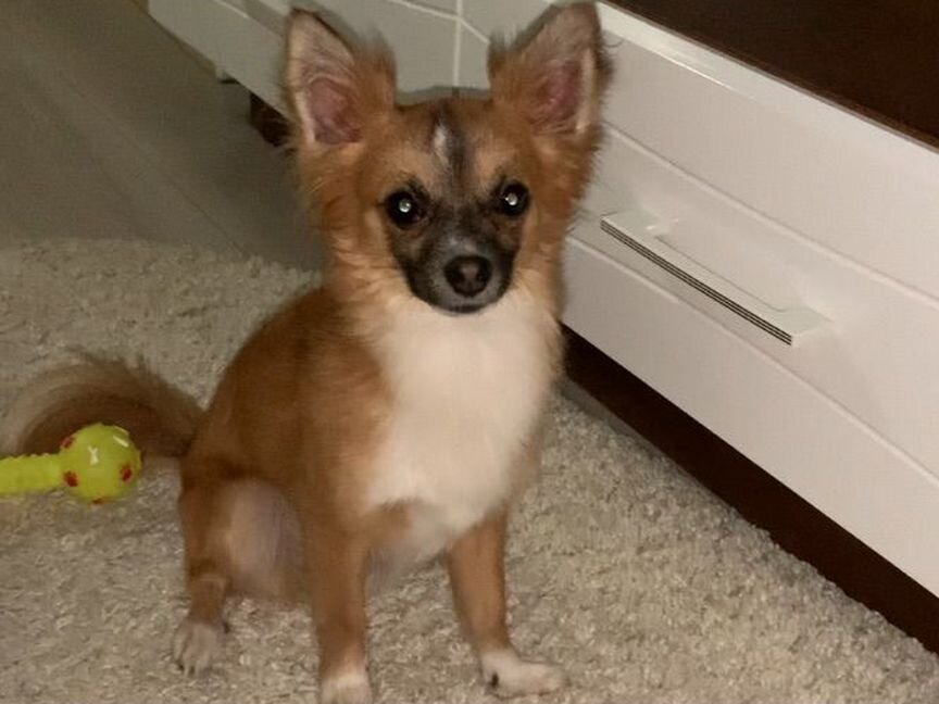 Вязка чихуахуа мальчик