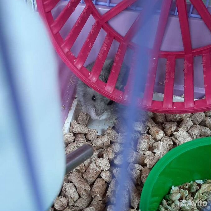 Джунгарский хомяк с клеткой, мальчик