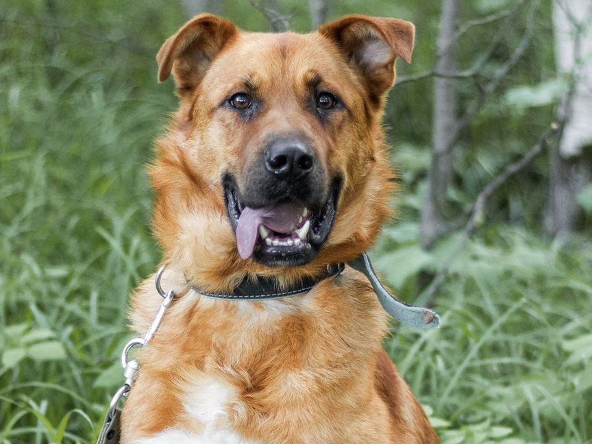 Рыжик в добрые руки