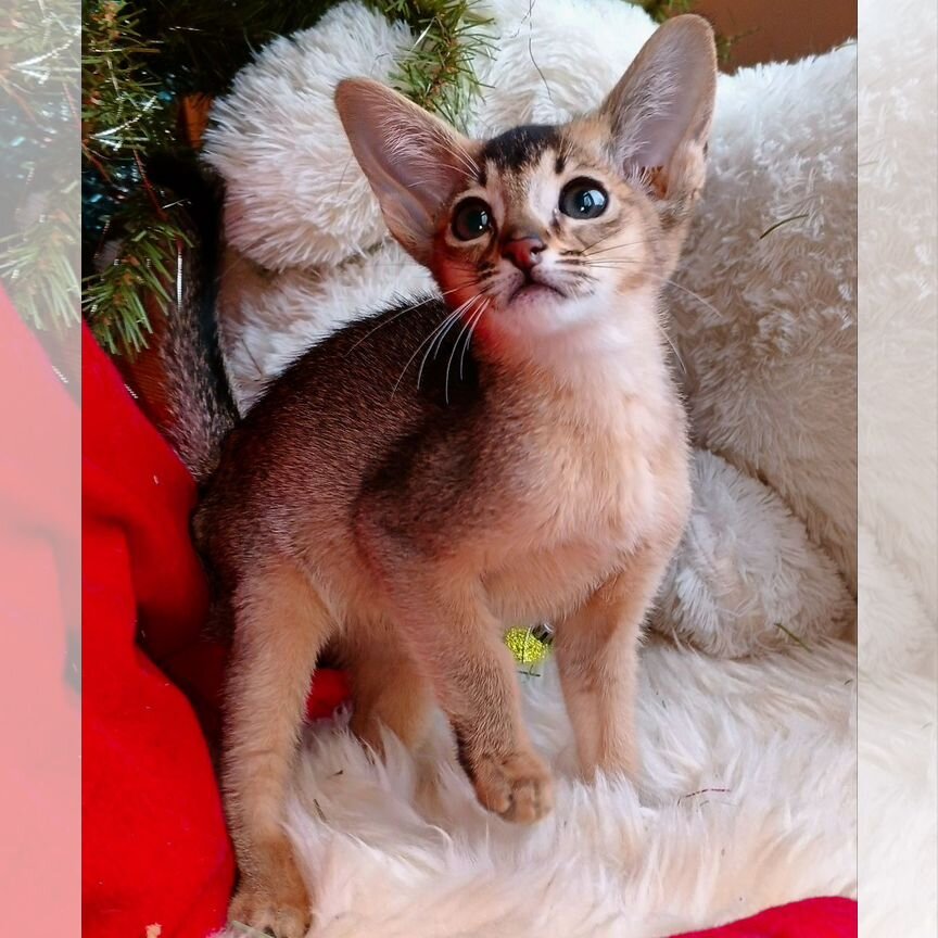 Абиссинский котёнок