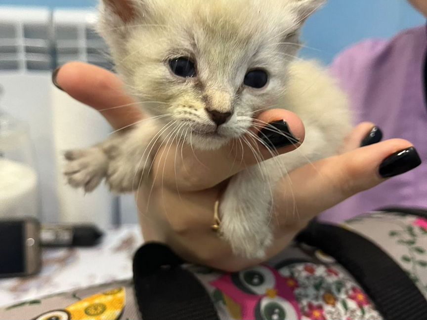 Подкинули котят в коробке