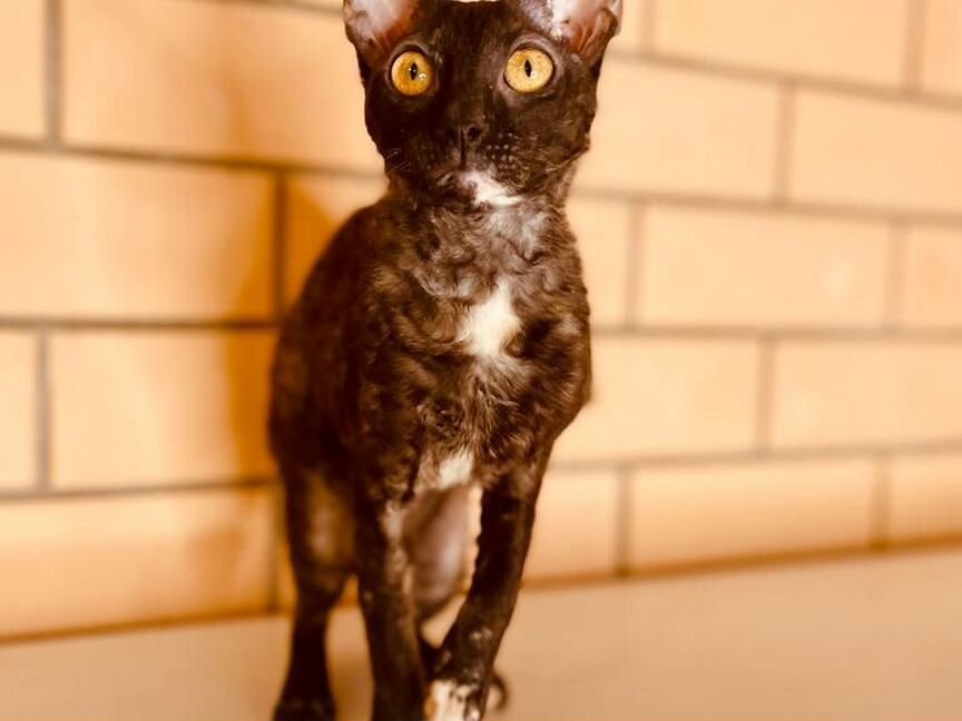 Корниш-рекс кошечка