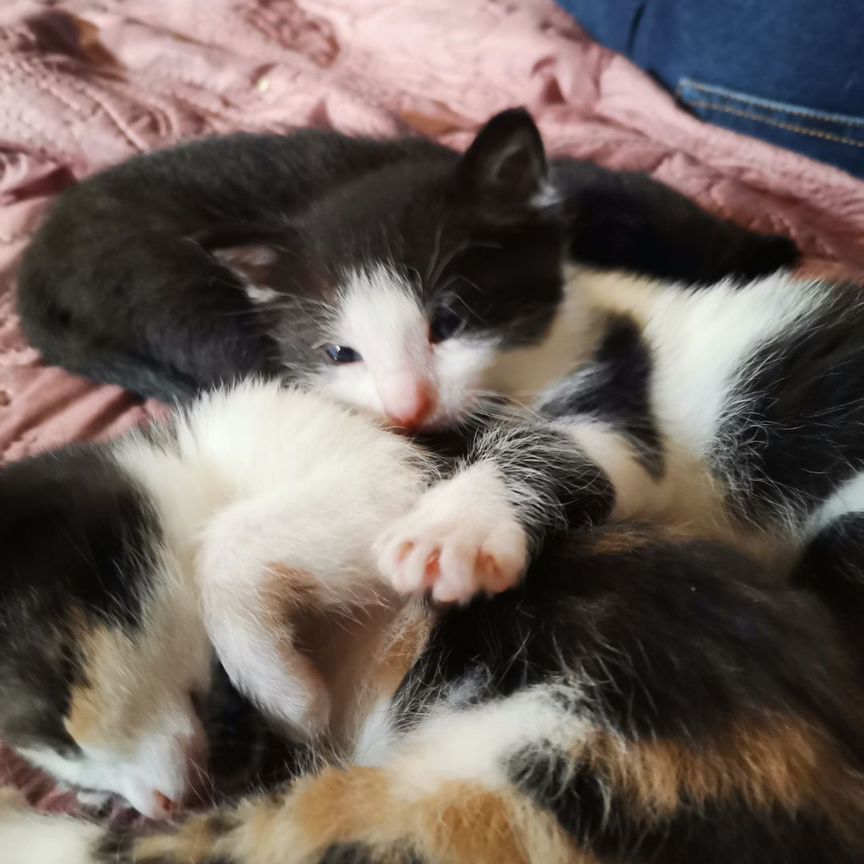 Милые котята в добрые руки
