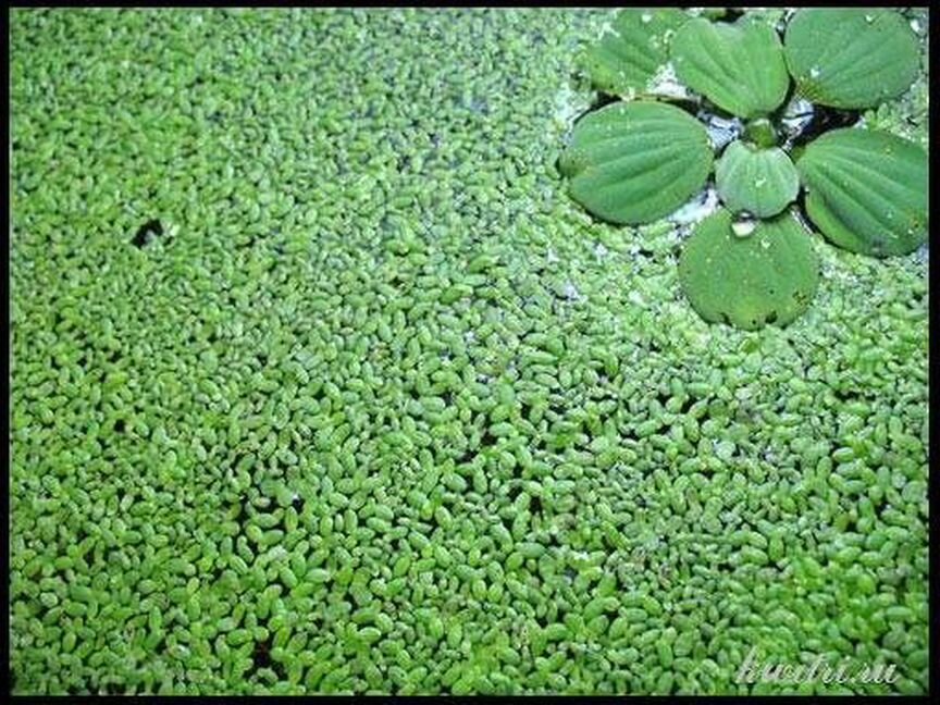 Аквариумные растения