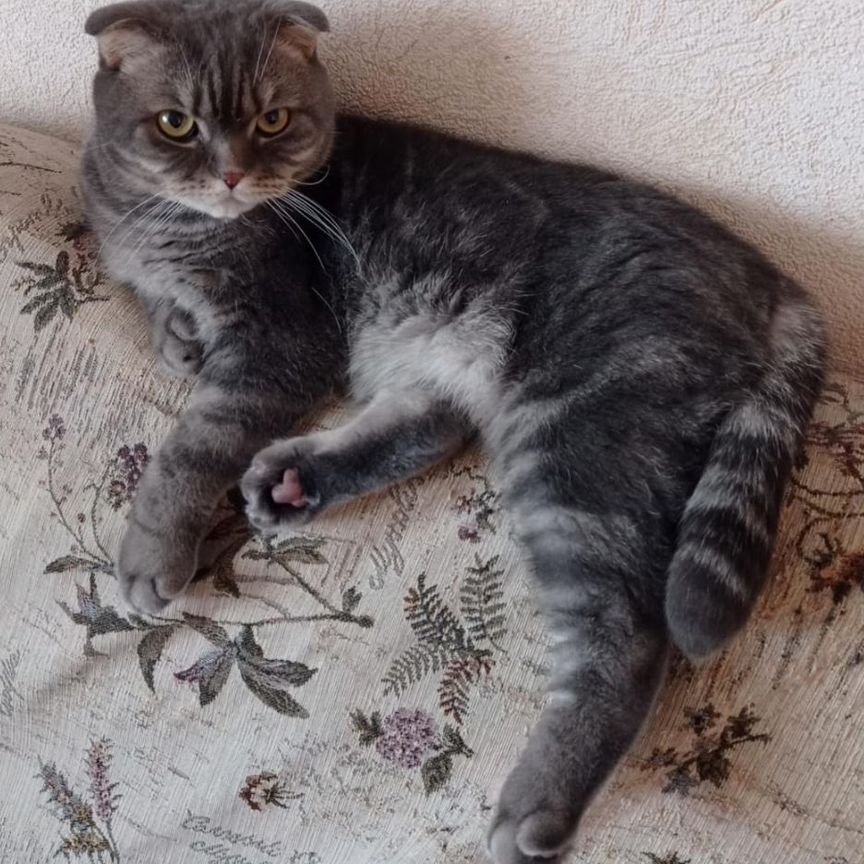 Отдам шотландского вислоухого мальчика