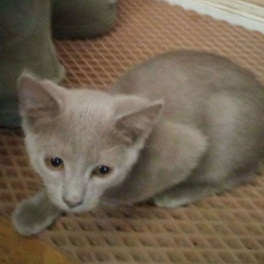 Котëнок в добрые руки