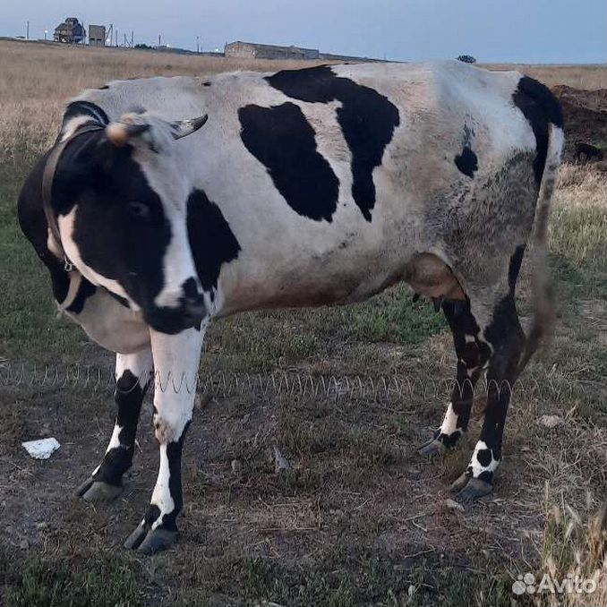 Корова высокоудойная