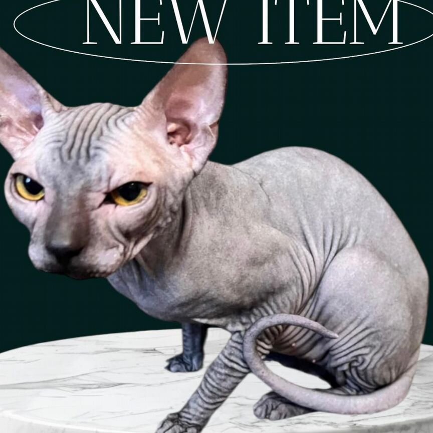 Канадский сфинкс котёнок