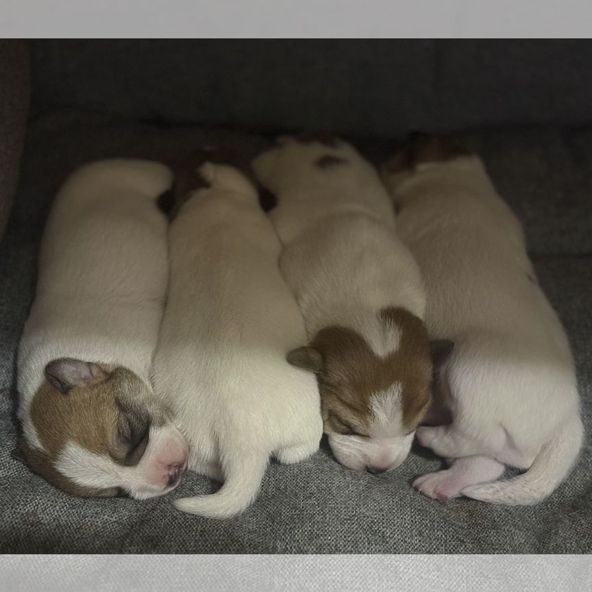 Джек-рассел-терьер, щенок