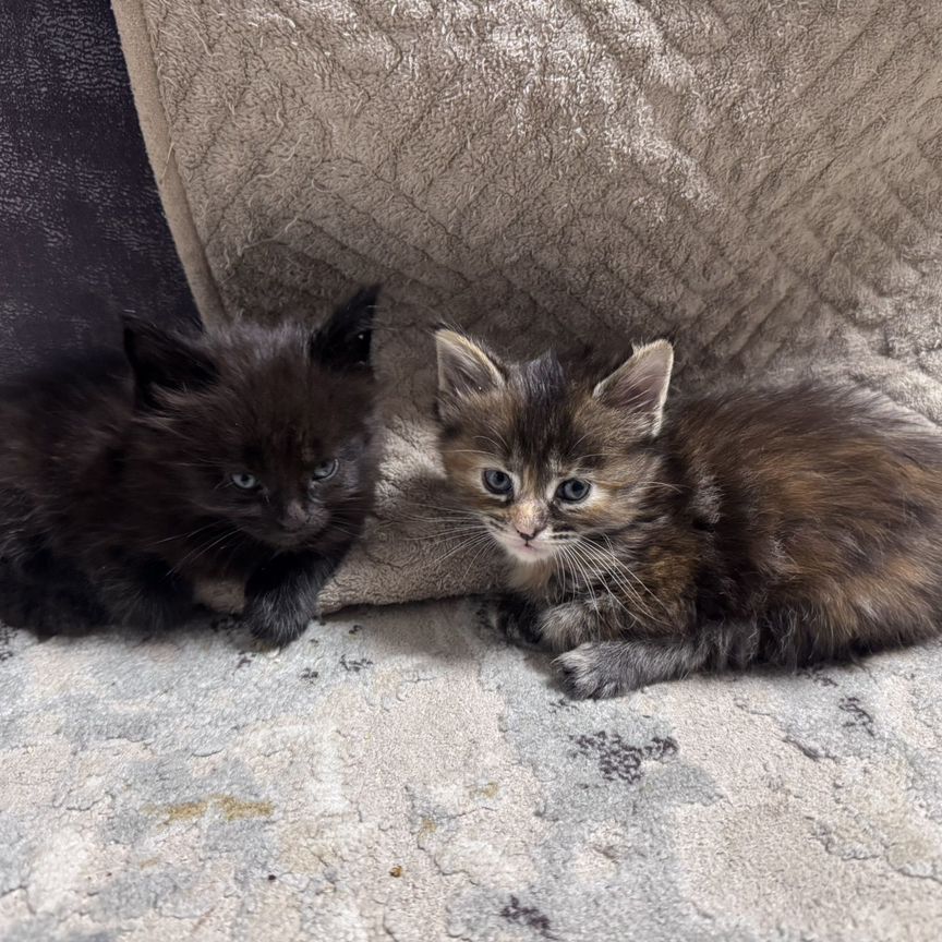 Котята мейн-кун