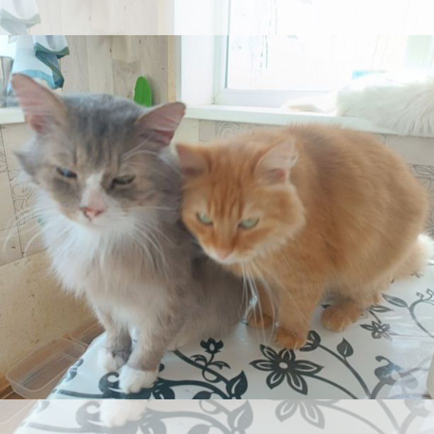 Котики