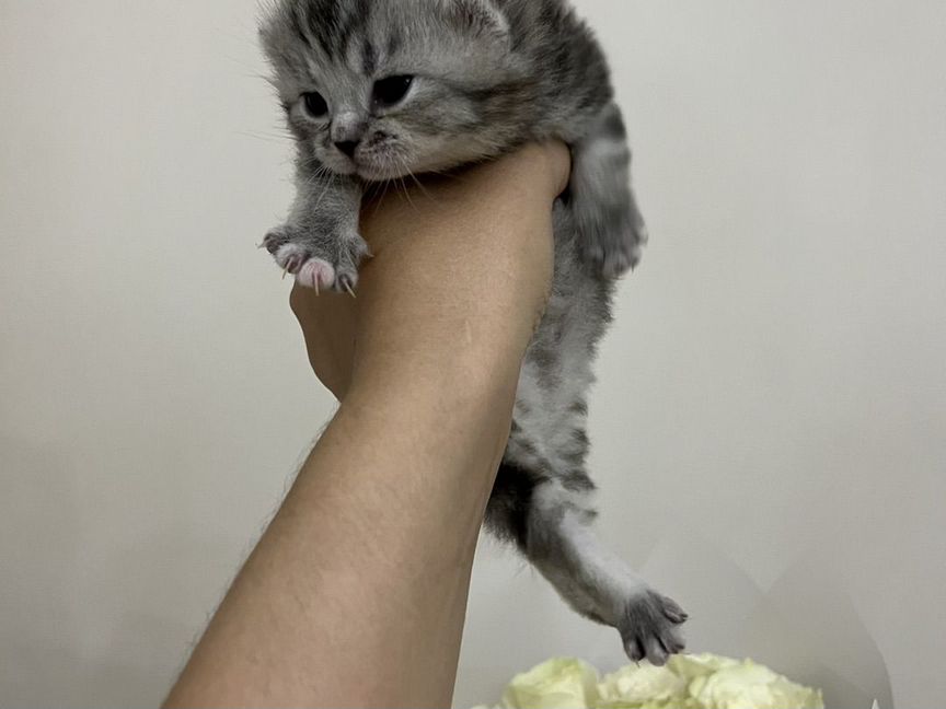 Шотландская