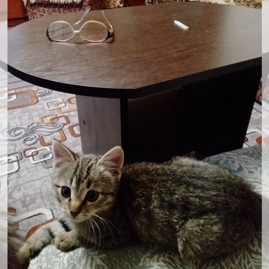 Отдается котенок