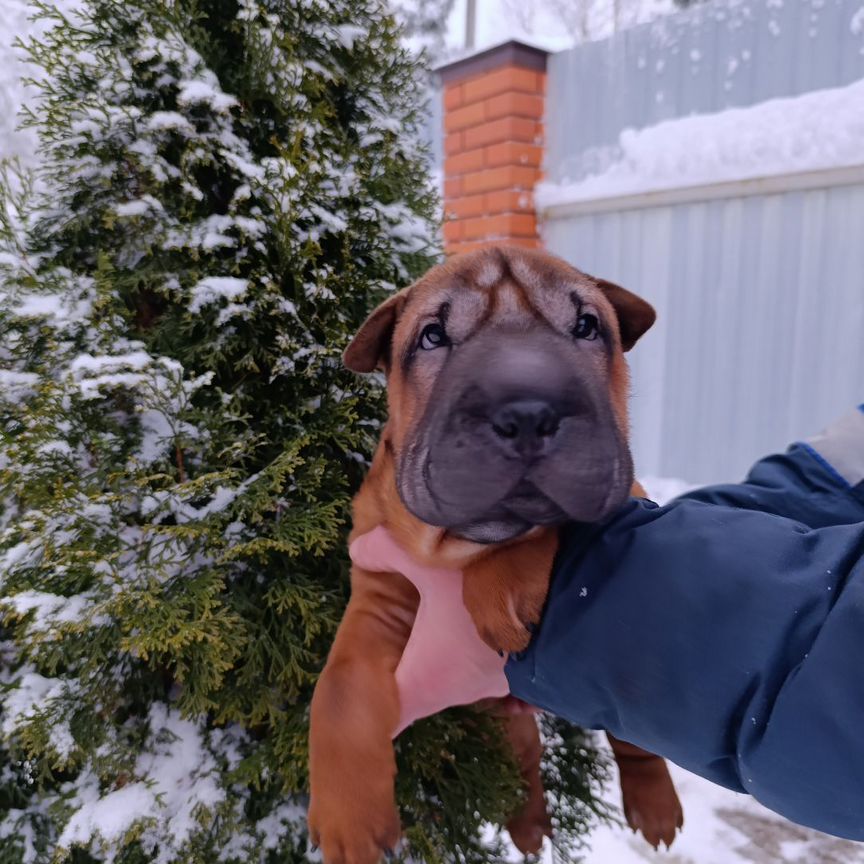 Щенки шарпея