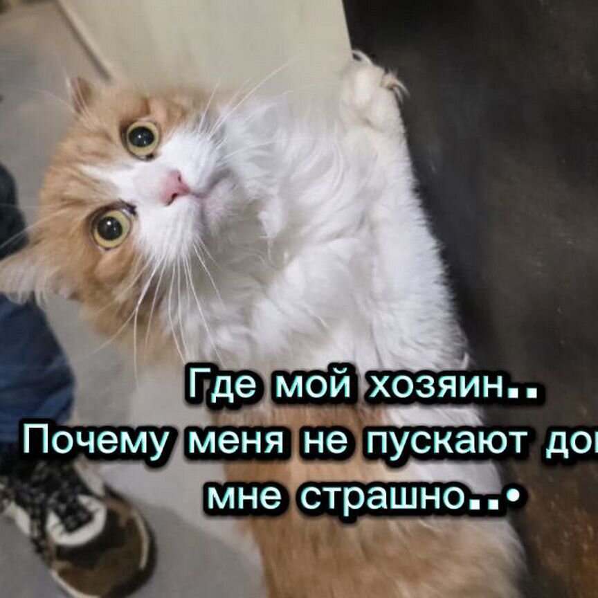 Взрослая кошка в добрые руки