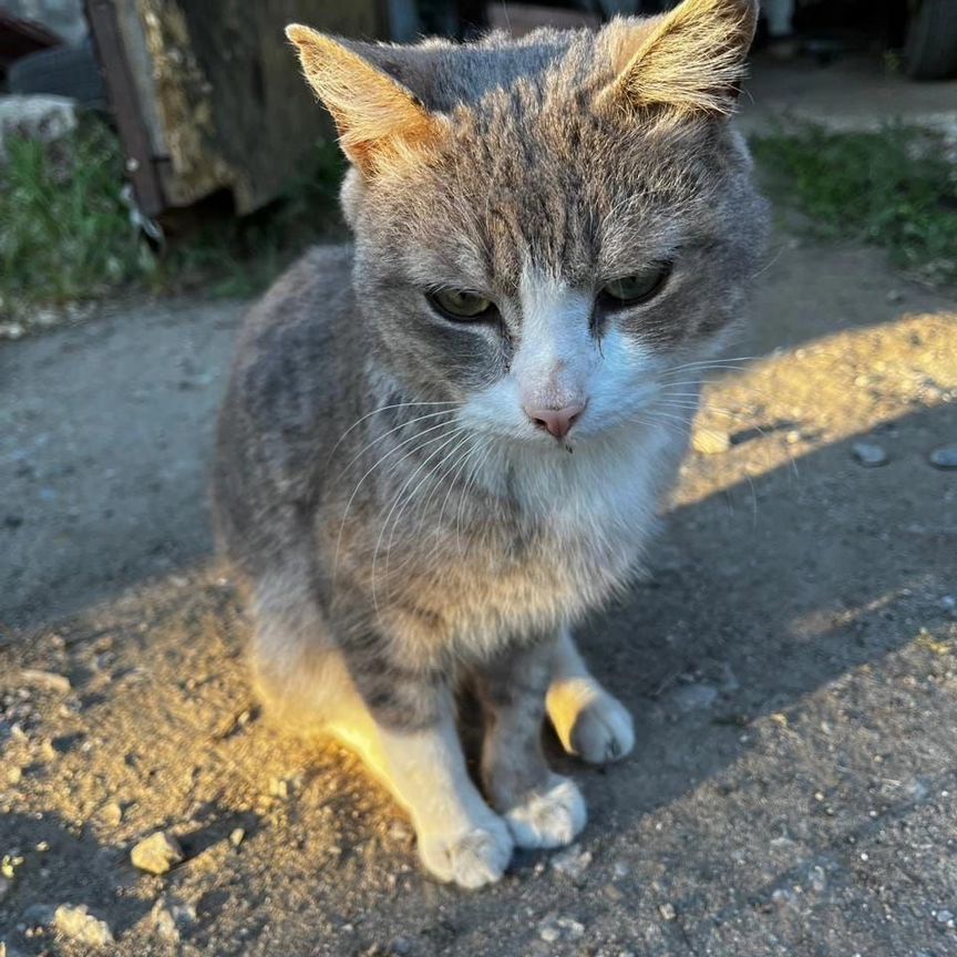Котенок в добрые руки с улицы