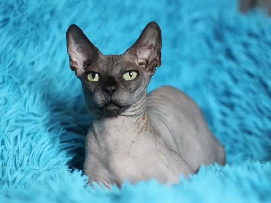 Бамбинки и канадочки(стерилизованы)