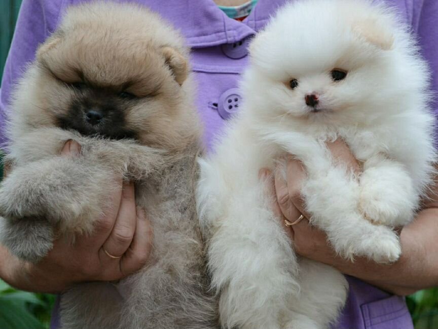 Мальчики пом шпица