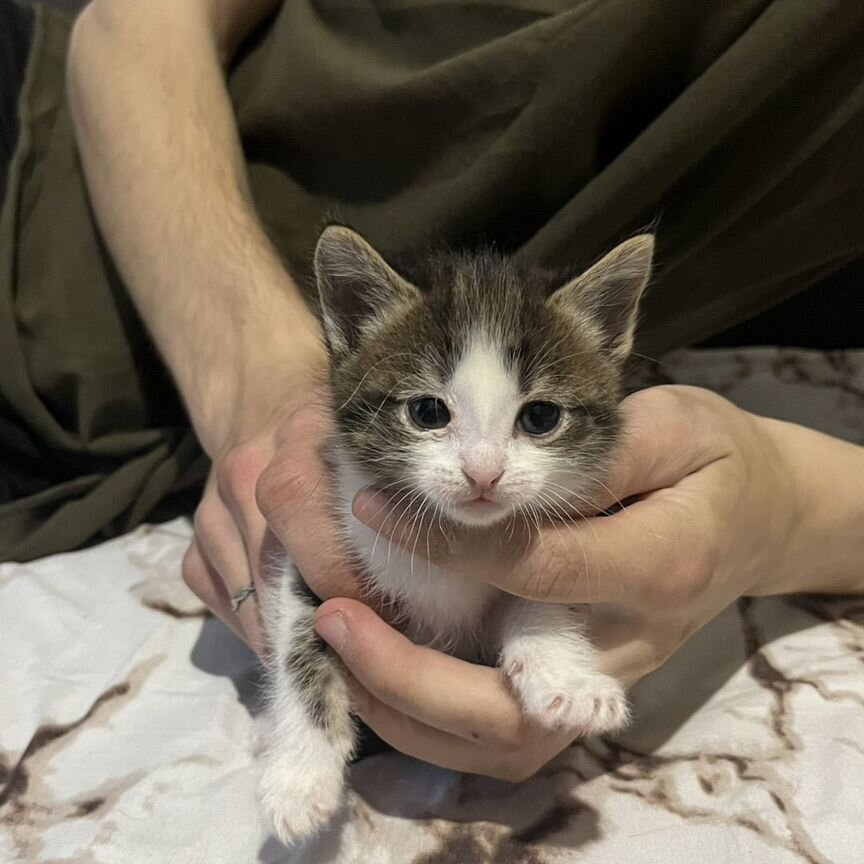 Котики бесплатно в добрые руки