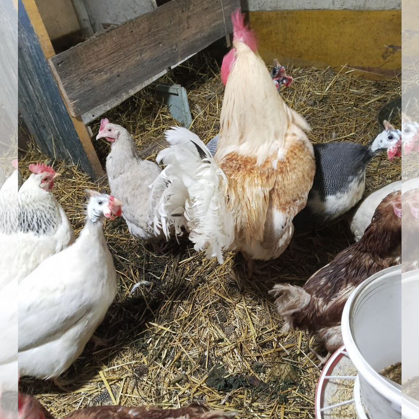 Куры несушки