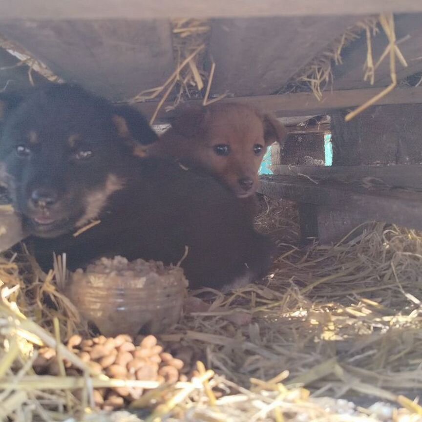Бездомные щенки ищут добрых хозяев