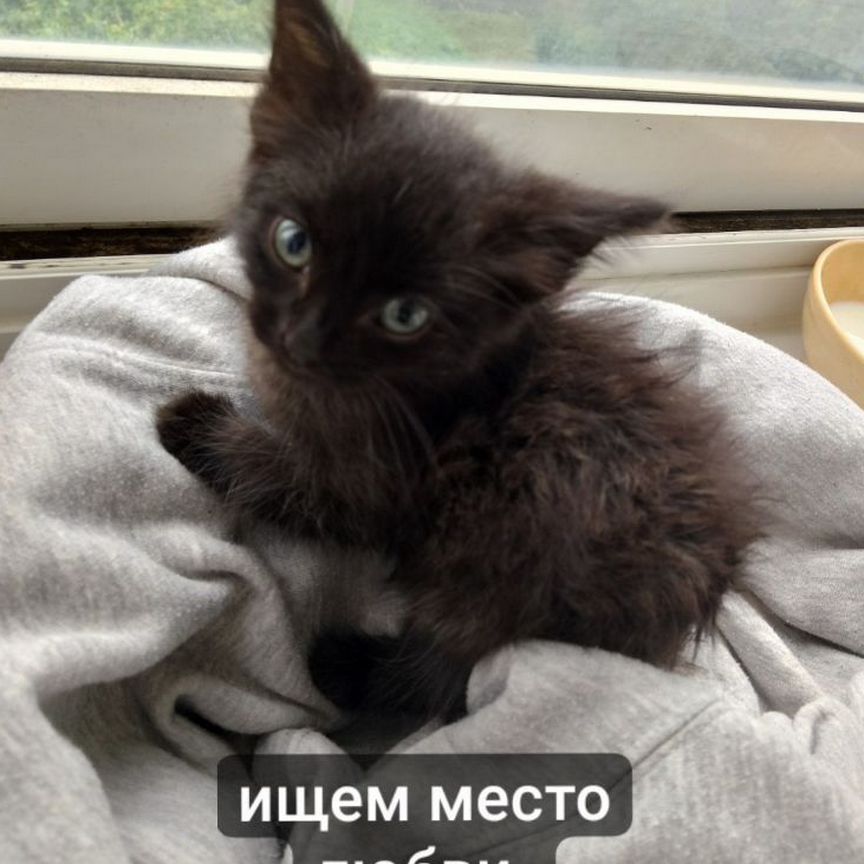 Котенок ищет дом