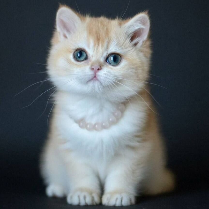 Британский короткошёрстный котёнок