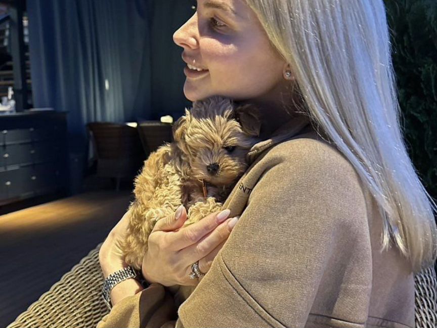 Мальтипу f1 micro