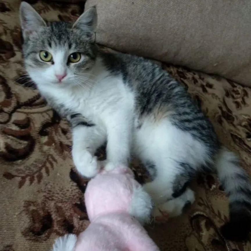 Котёнок в добрые руки