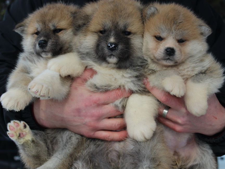 Шикарные малыши акита ину