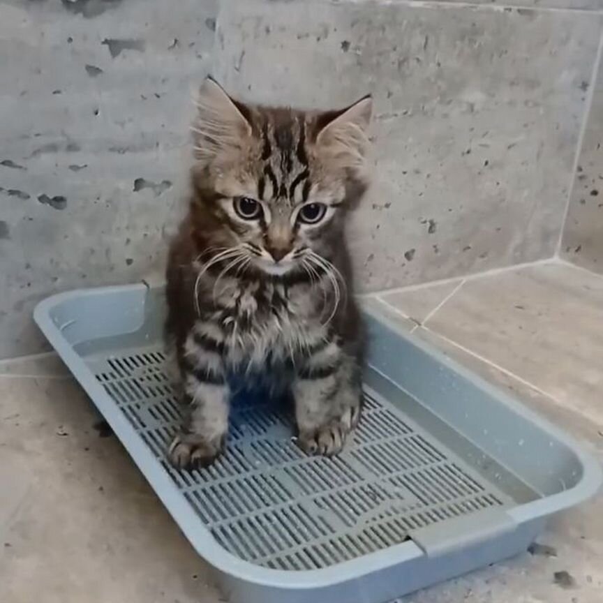 Котята кошечка котенок