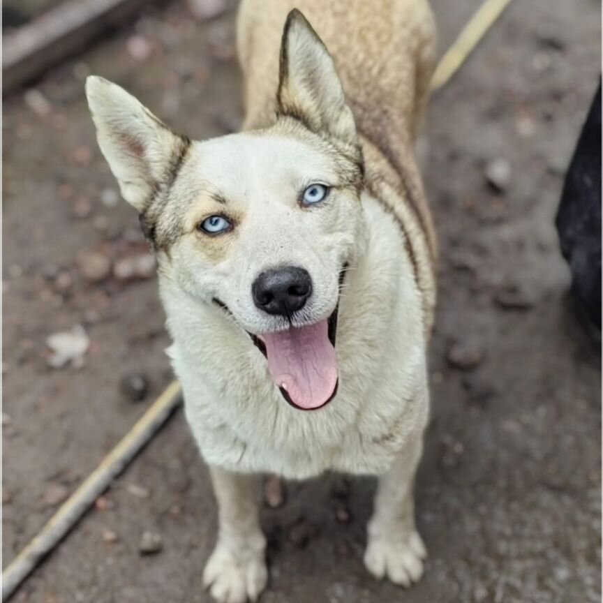 Взрослая собака в добрые руки