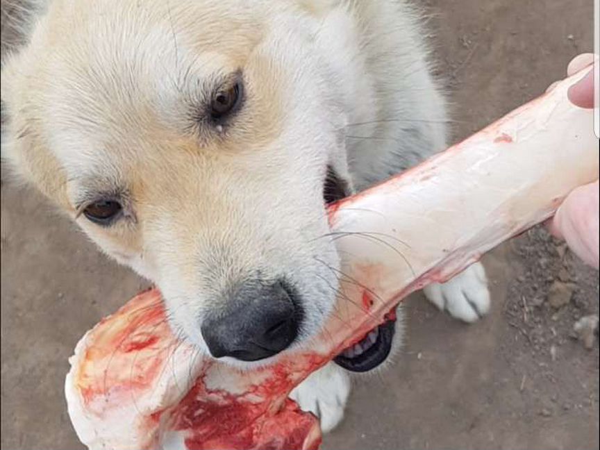 Мясо для собак и кошек
